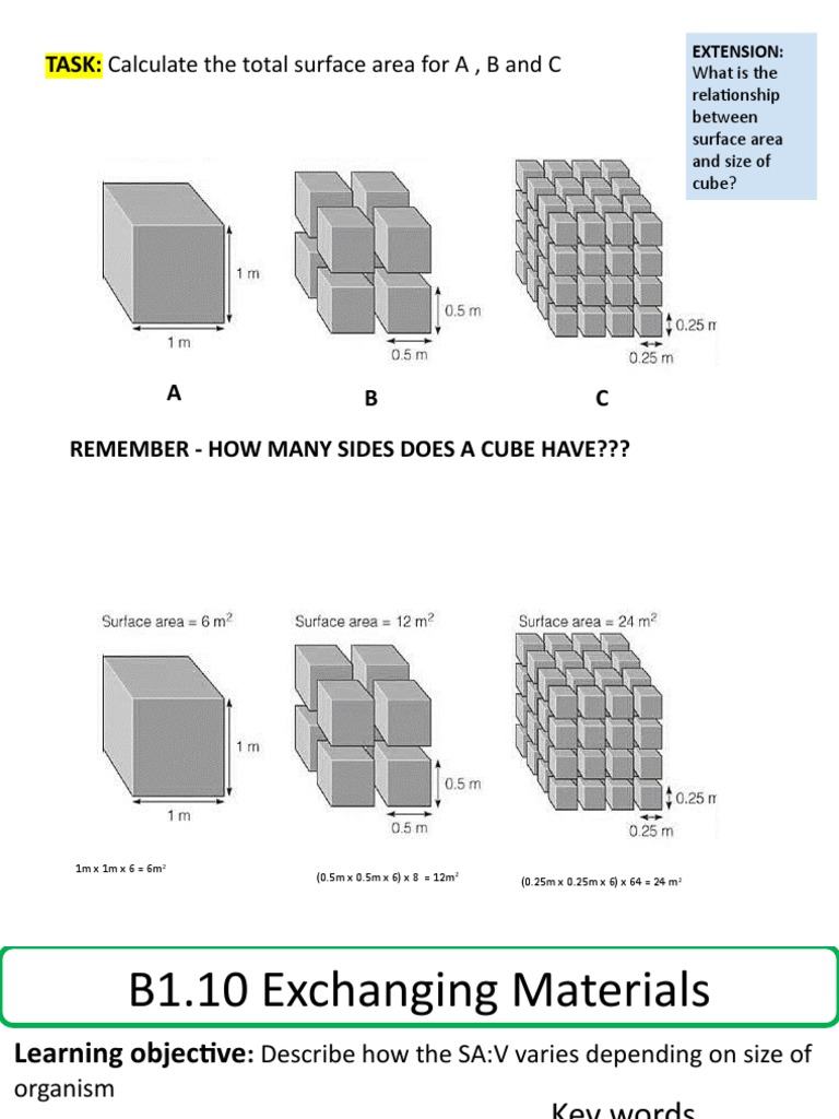 Surface Area & Volume for Students | PDF | Diffusion | Cell Membrane