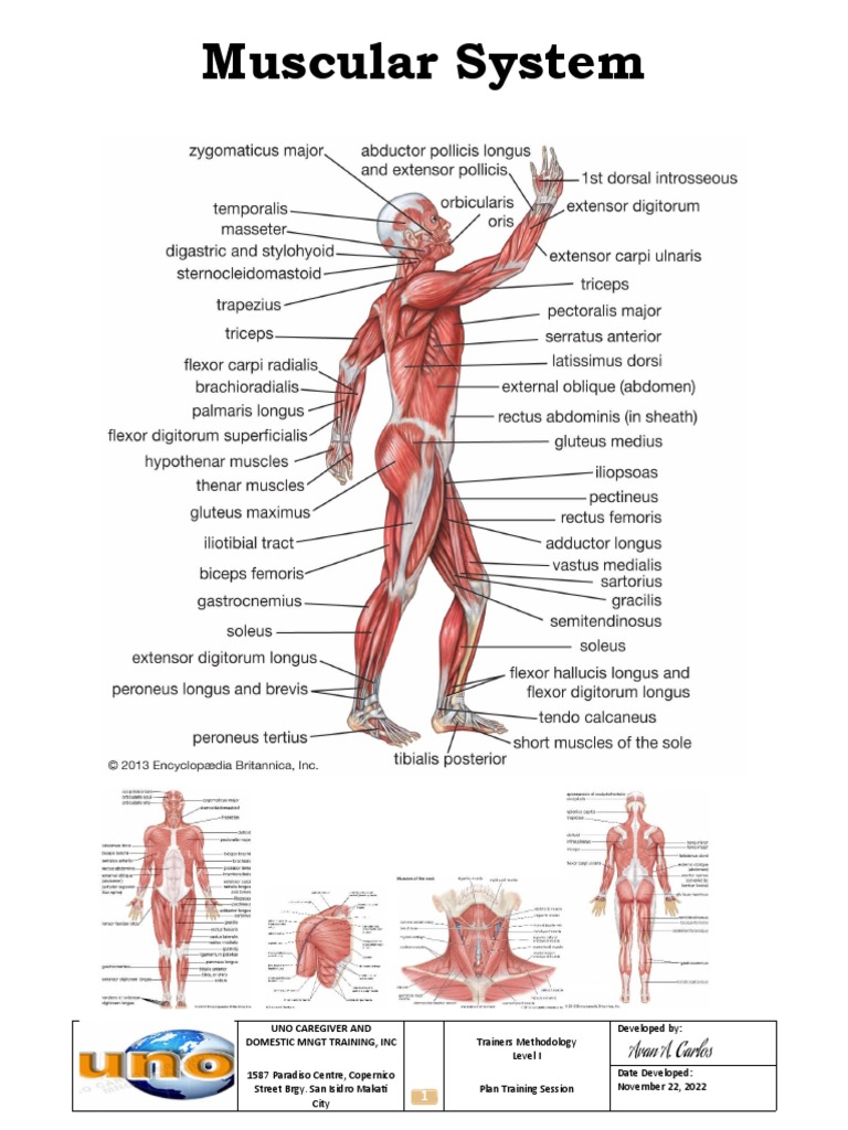 Muscular System | PDF