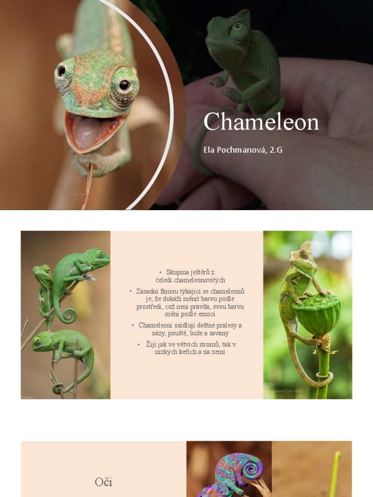 Chameleon | PDF