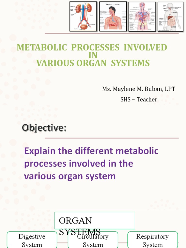 Metabolic Processes in Various Organ Systems | PDF | Human Body | Biology