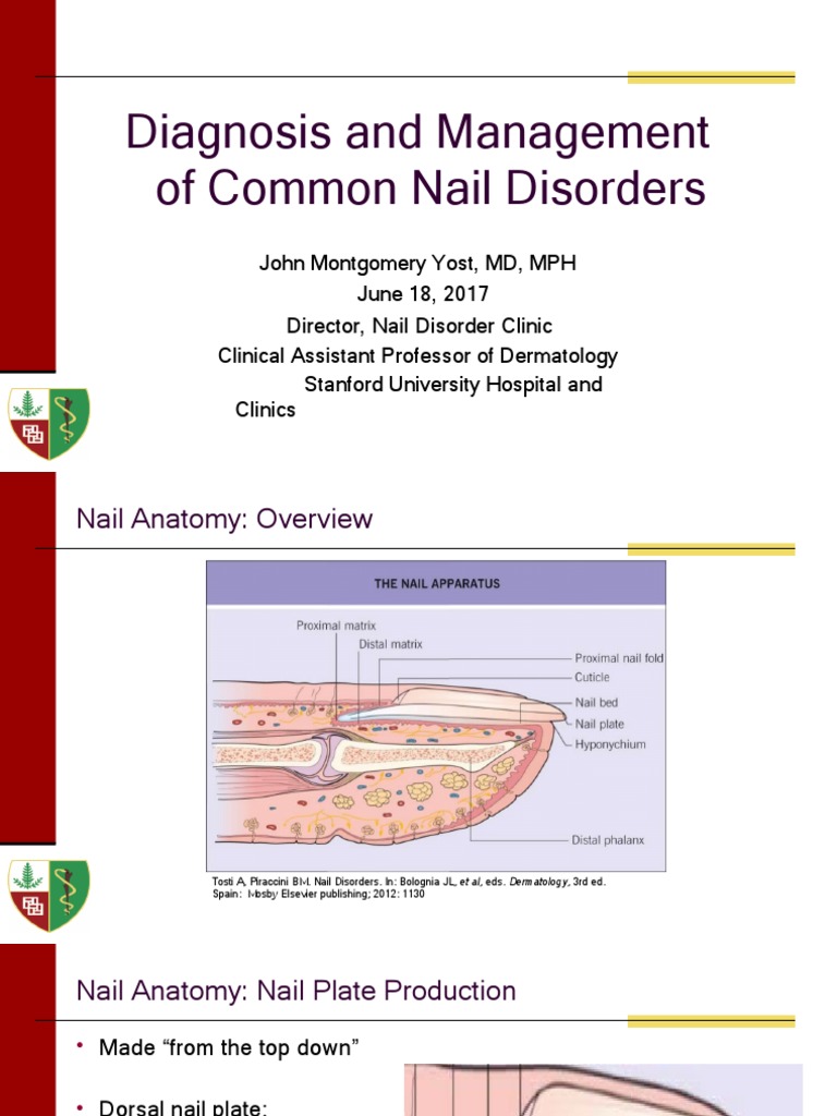 Nail Anatomy and Common Disorders | PDF | Nail (Anatomy) | Clinical ...