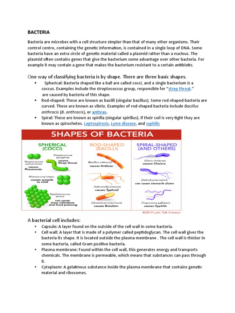 Bacteria | PDF | Bacteria | Cell (Biology)