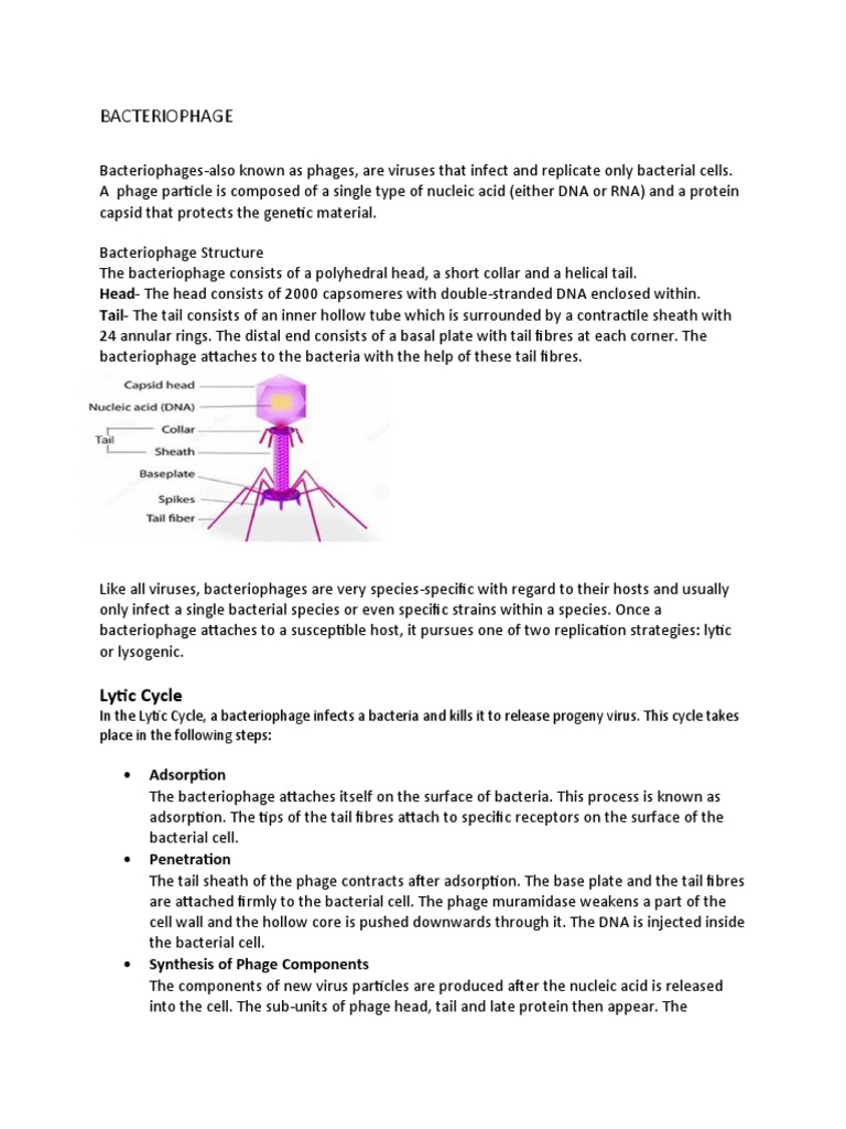 Bacteriophage | PDF | Bacteriophage | Virus