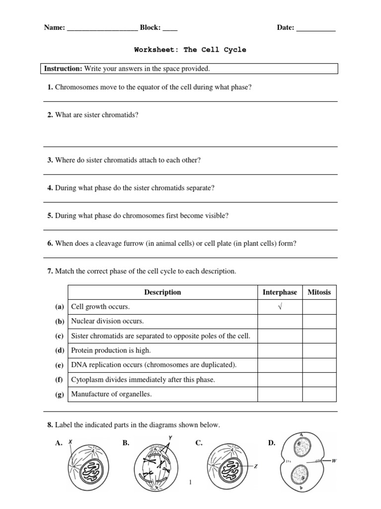 Worksheet (Cell Cycle) 2 | PDF | Mitosis | Cell Cycle