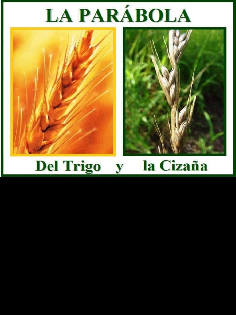 El Trigo y La Cizaña | PDF