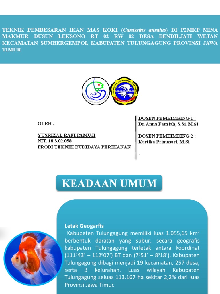 Proses Pembesaran Ikan Mas Koki di P2MKP Mina Makmur Kabupaten ...