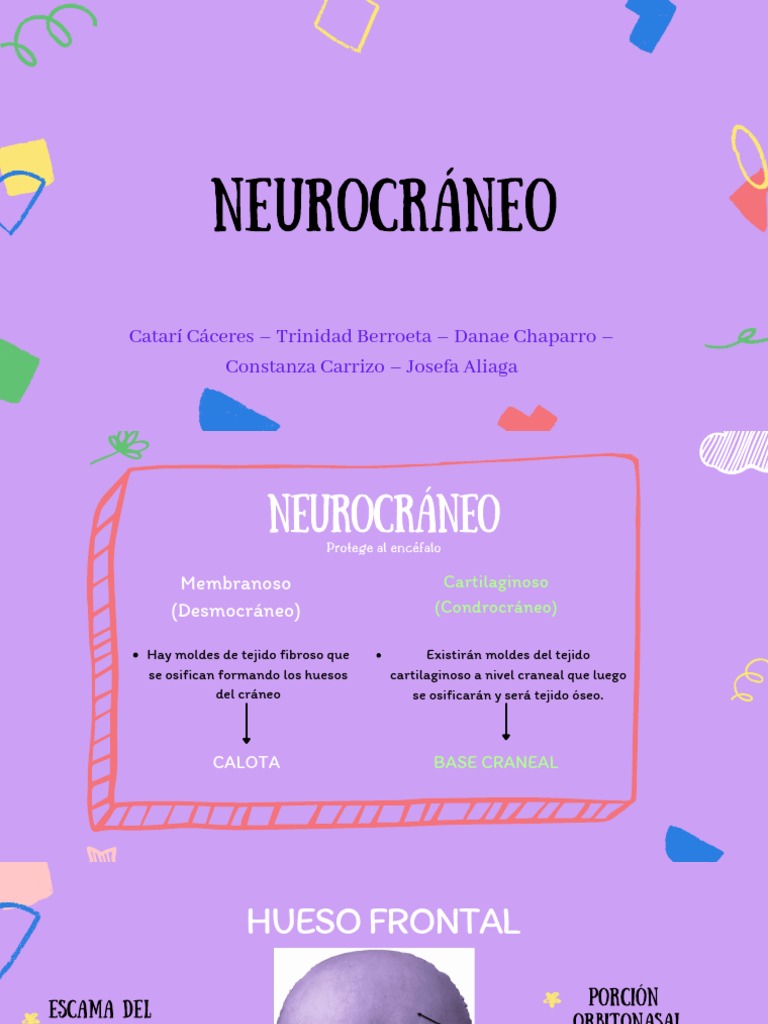 Neurocráneo | PDF | Cráneo | Cabeza y cuello humanos