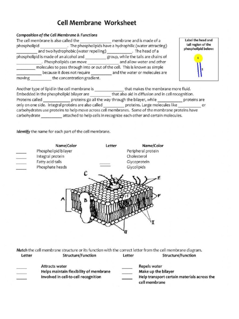 Cell Membrane Worksheet | PDF