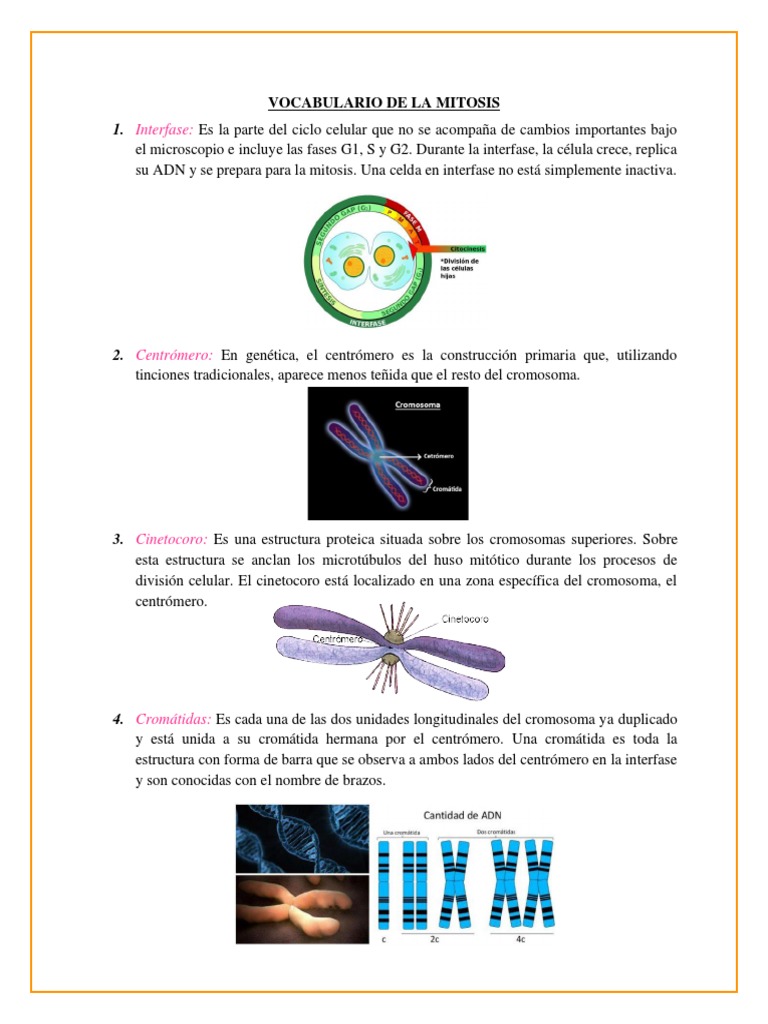 Vocabulario de La Mitosis | PDF | Mitosis | Cromosoma