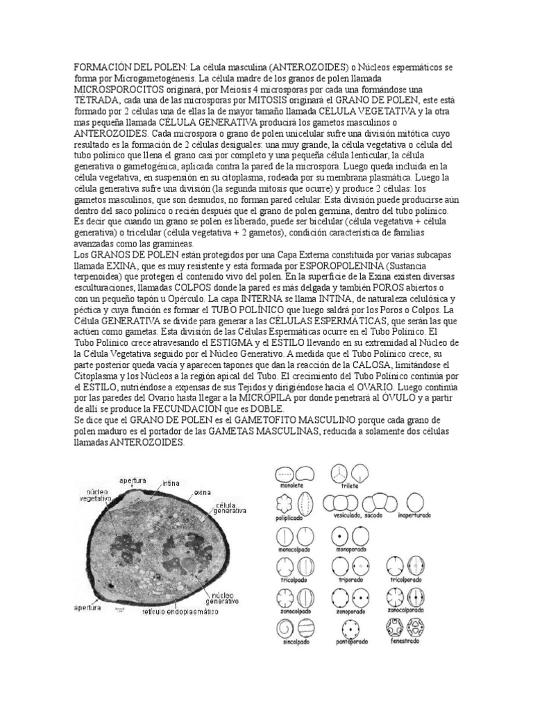 Formación del Polen y Gametos Masculinos | PDF | Flores | Plantas