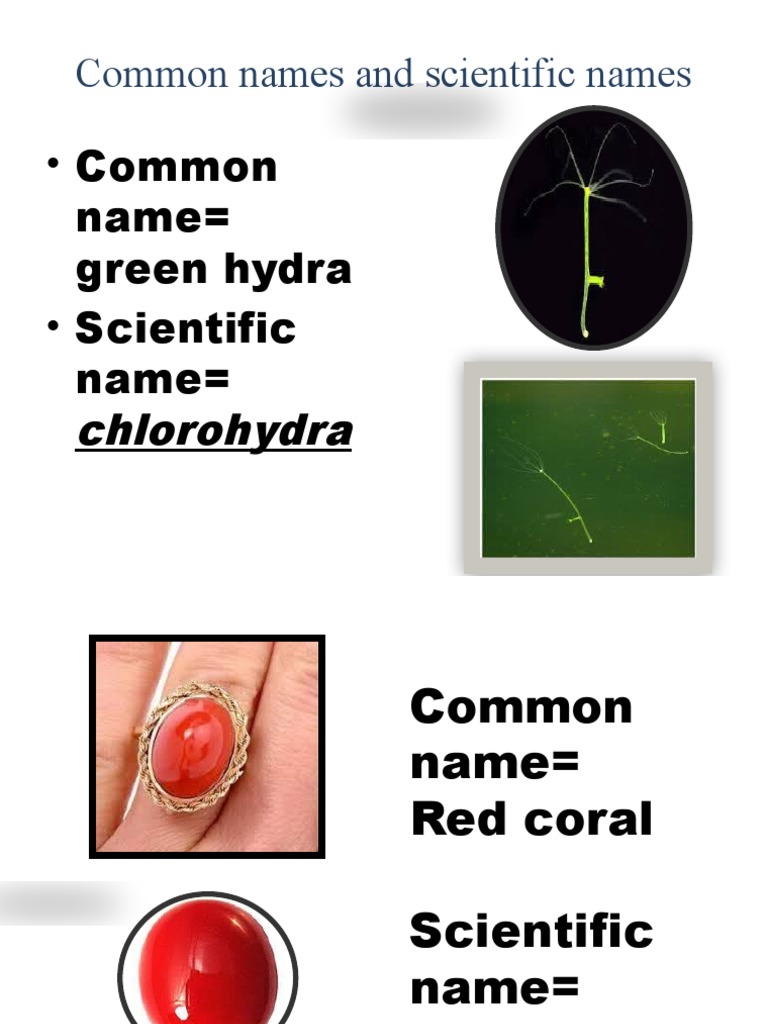Common Names and Scientific Names | PDF