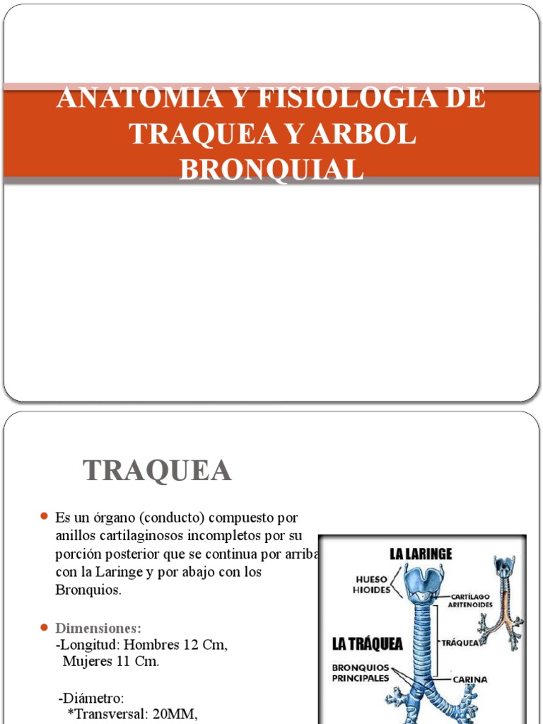 Anatomía y Función de Tráquea y Bronquios | PDF | Pulmón | Tórax ...