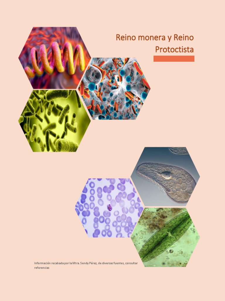 Reino Monera y Protoctista | PDF | Algas | Biología Celular)