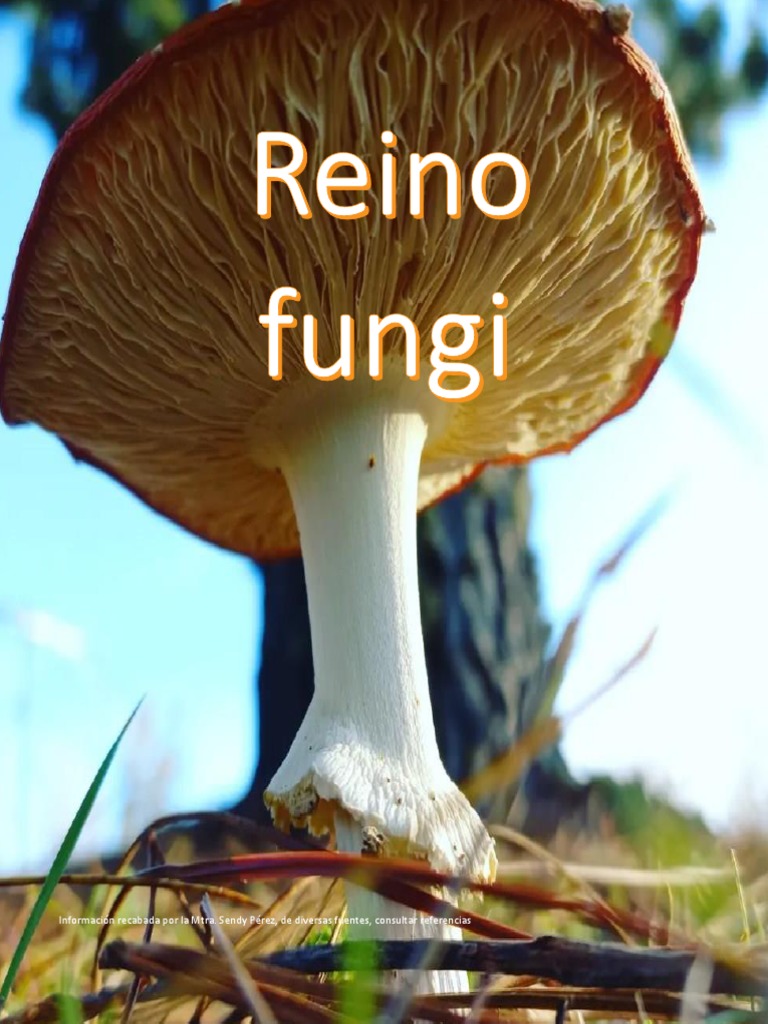 Reino Fungi | PDF | Hongo | Levadura