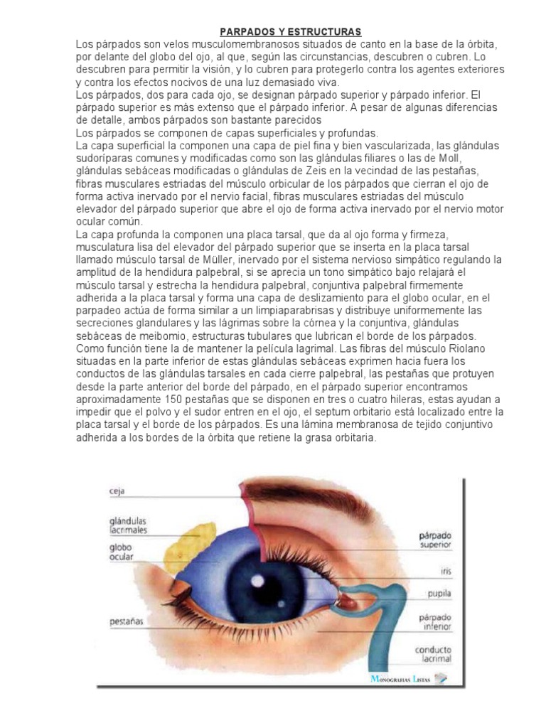 Parpados y Estructuras | PDF | Músculo esquelético | Ojo