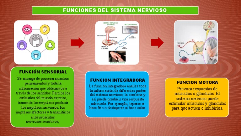 FUNCIONES DEL SISTEMA ¿NERVIOSO | PDF