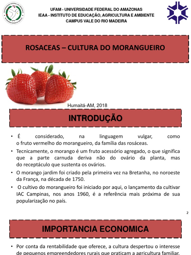 Rosaceas - Cultura Do Morangueiro | PDF | Morango | Plantas