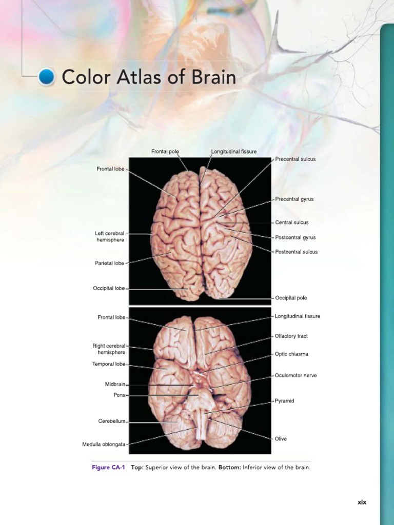 Color Atlas of Brain | PDF | Cerebral Hemisphere | Cerebellum