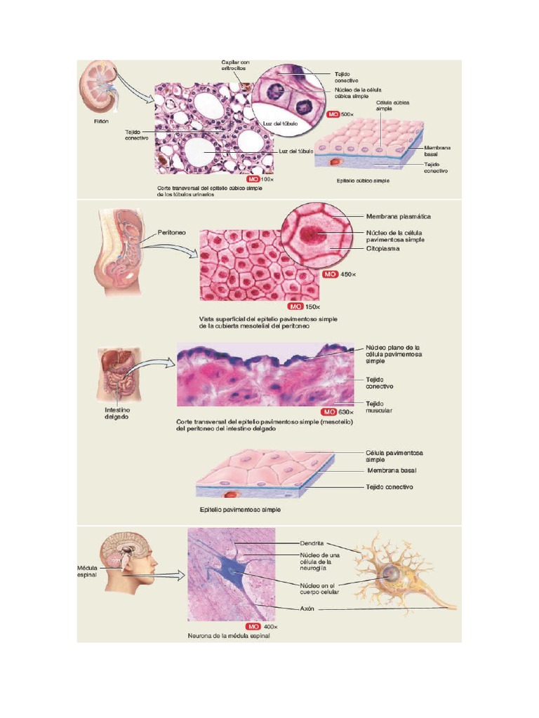 Imagenes Anatomia | PDF