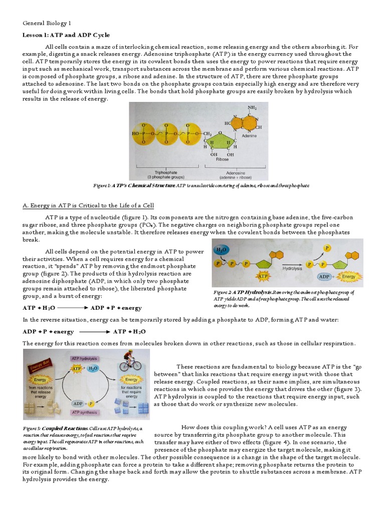 ATP and ADP: Energy Cycle Explained | PDF | Adenosine Triphosphate ...