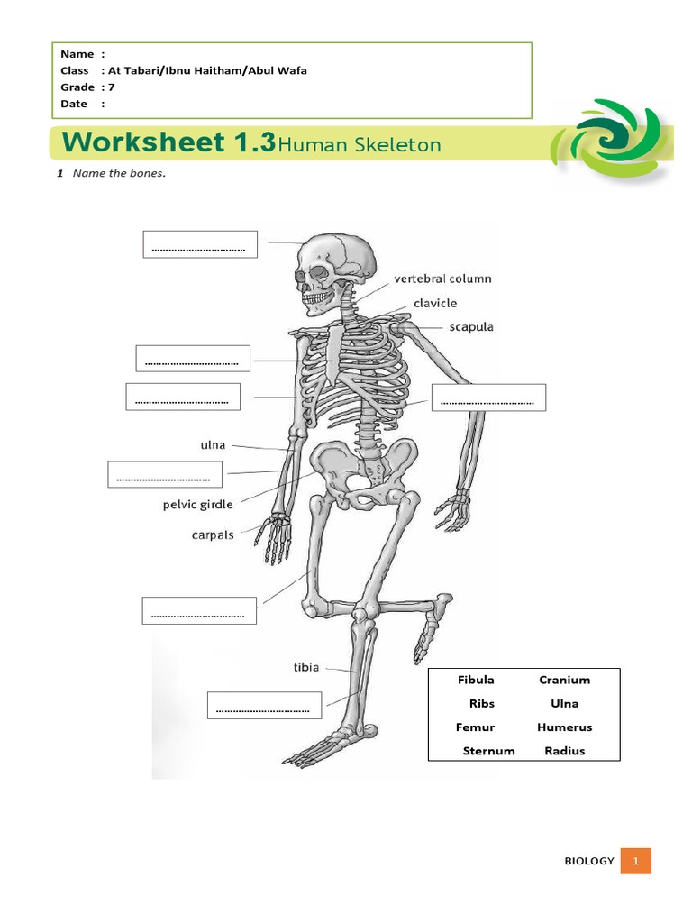 Worksheet 1.3 The Human Skeleton | PDF