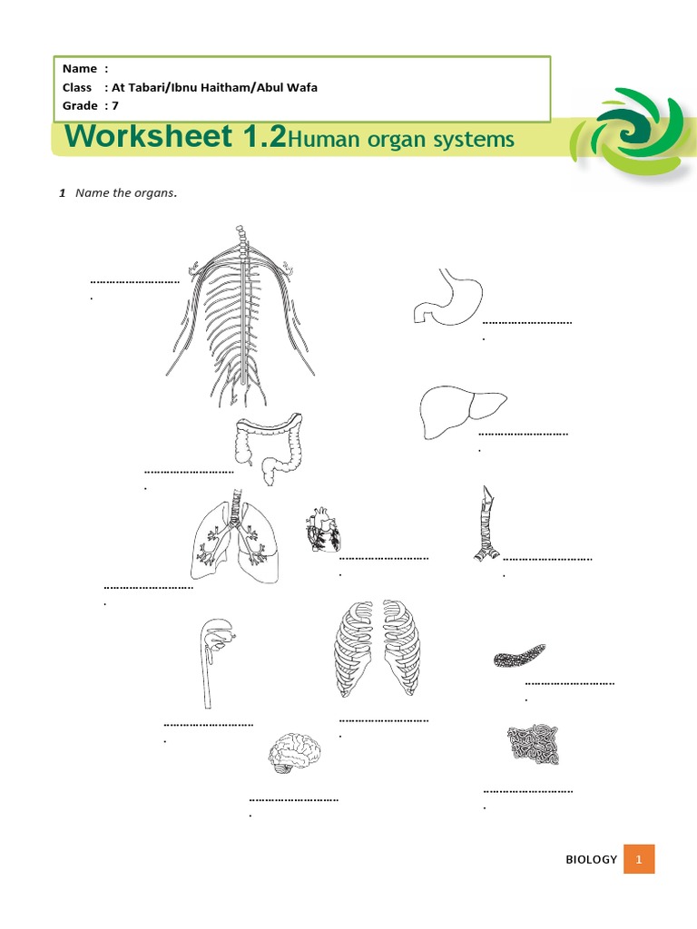 Worksheet 1.2 Human Organ Systems | PDF