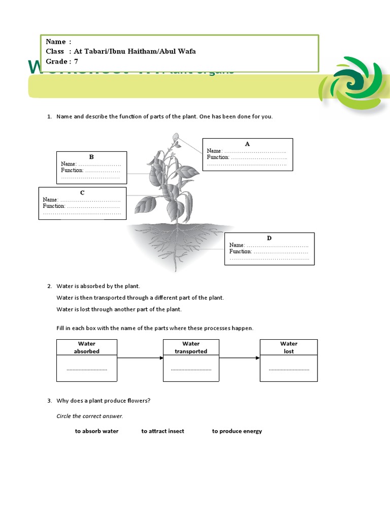 Worksheet 1.1 Plant Organs | PDF