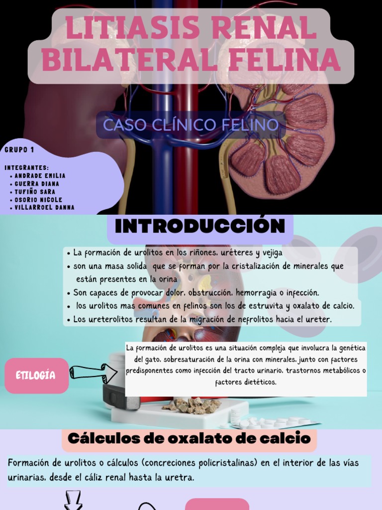 Urolitos en Gatos: Caso Clínico | PDF | Sistema urinario | Vejiga urinaria
