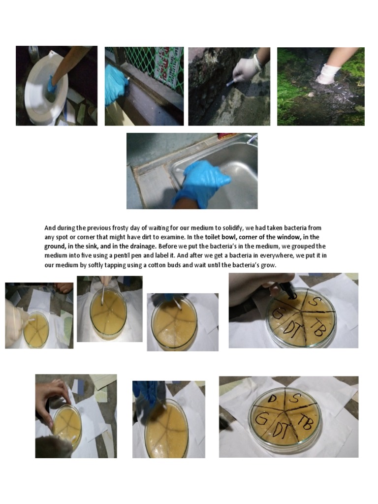 Bacterial Growth Experiment Procedure | PDF