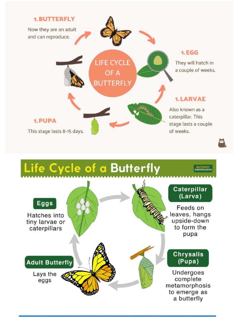 Life Cycle | PDF