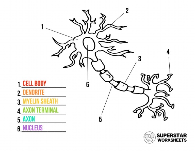 Neuron Chart | PDF
