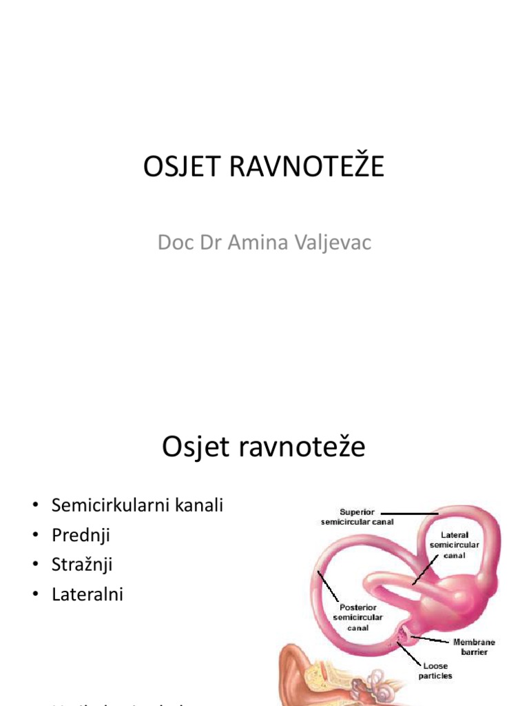 OSJET SLUHA I RAVNOTEŽE | PDF
