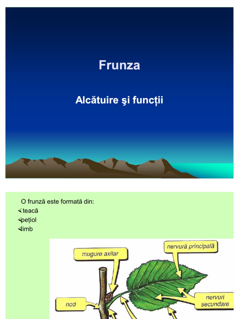 Frunza Alcatuire Si Functii. | PDF