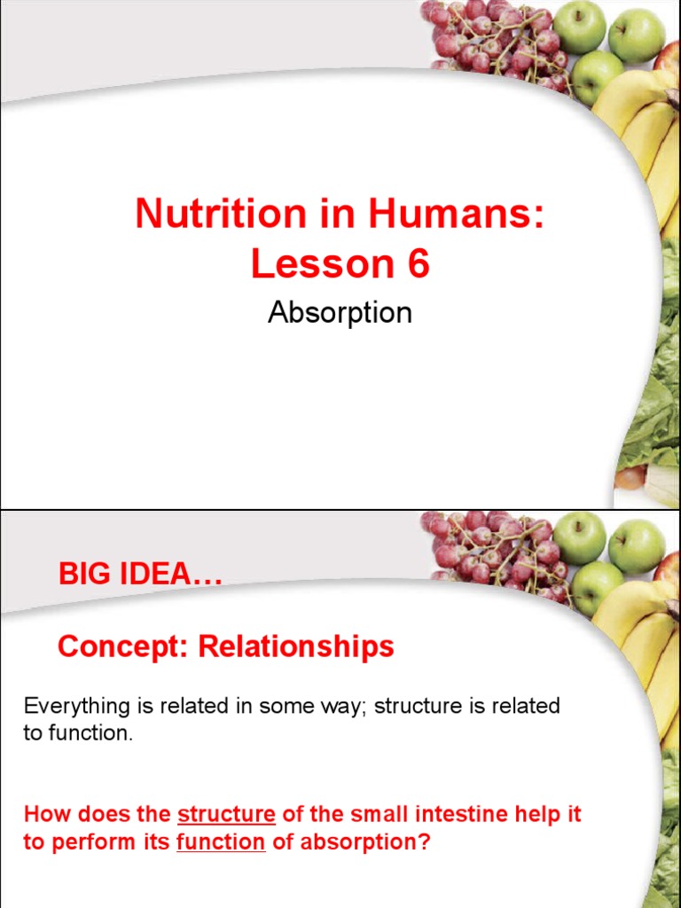 Human Nutrition Lesson 6 | PDF | Small Intestine | Gastrointestinal Tract