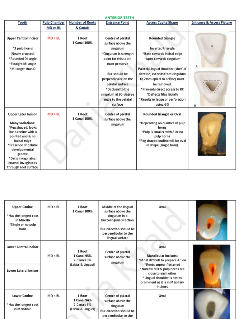 Endodontics | PDF | Dental Anatomy | Dentistry Branches