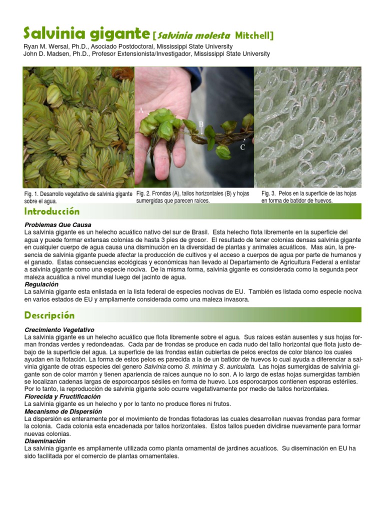 Salvinia Gigante-Salvinia Molesta | PDF
