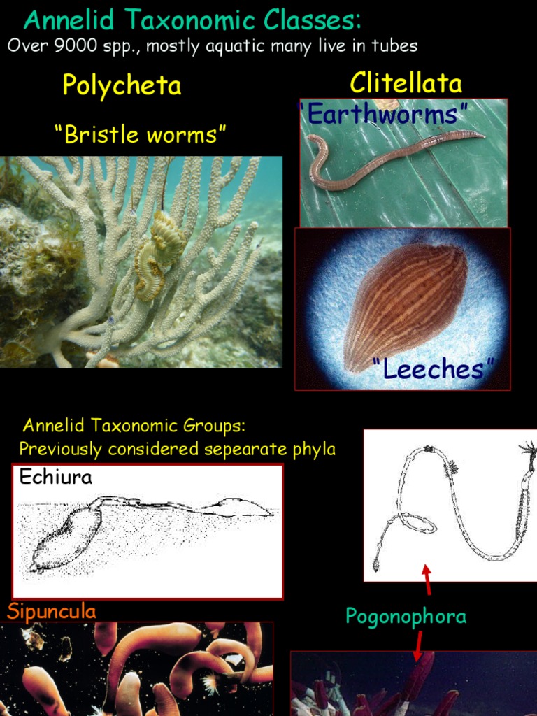 Annelida 1 | Download Free PDF | Biology | Protostomes