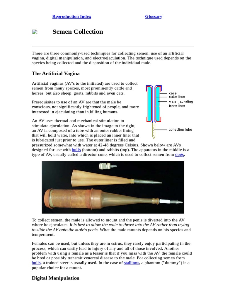 Semen Collection | PDF | Ejaculation | Semen