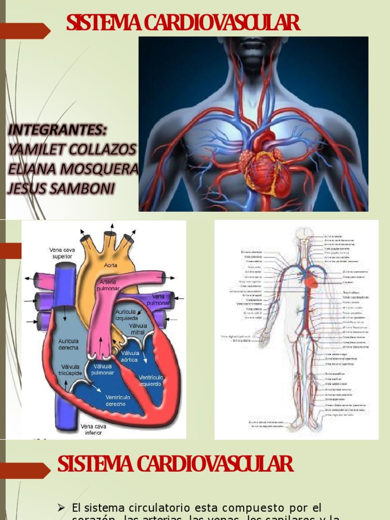Sistema Cardiovascular | PDF | Sangre | Sistema circulatorio