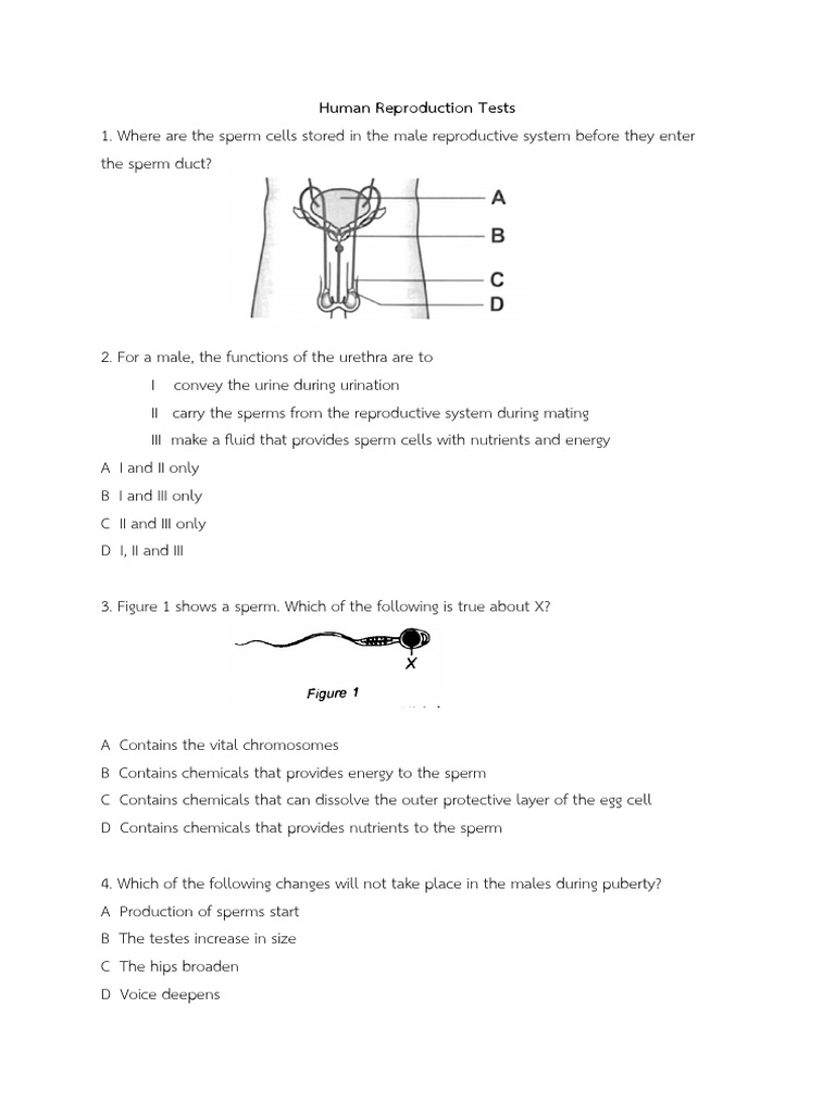 Human Reproduction Tests | PDF | Reproductive System | Human Body