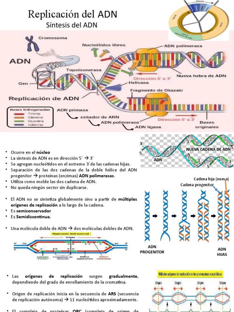 Proceso de Replicación del ADN | PDF | Replicación De Adn | Adn