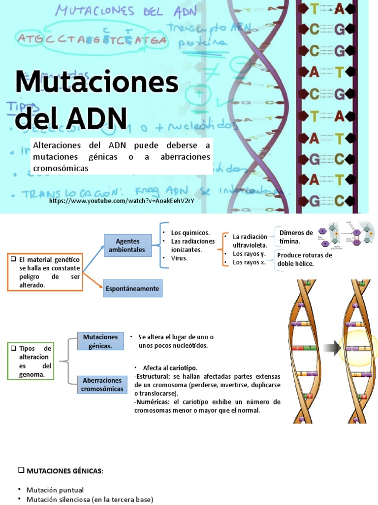 Mutación y Aberraciones Del ADN | PDF | Mutación | Adn