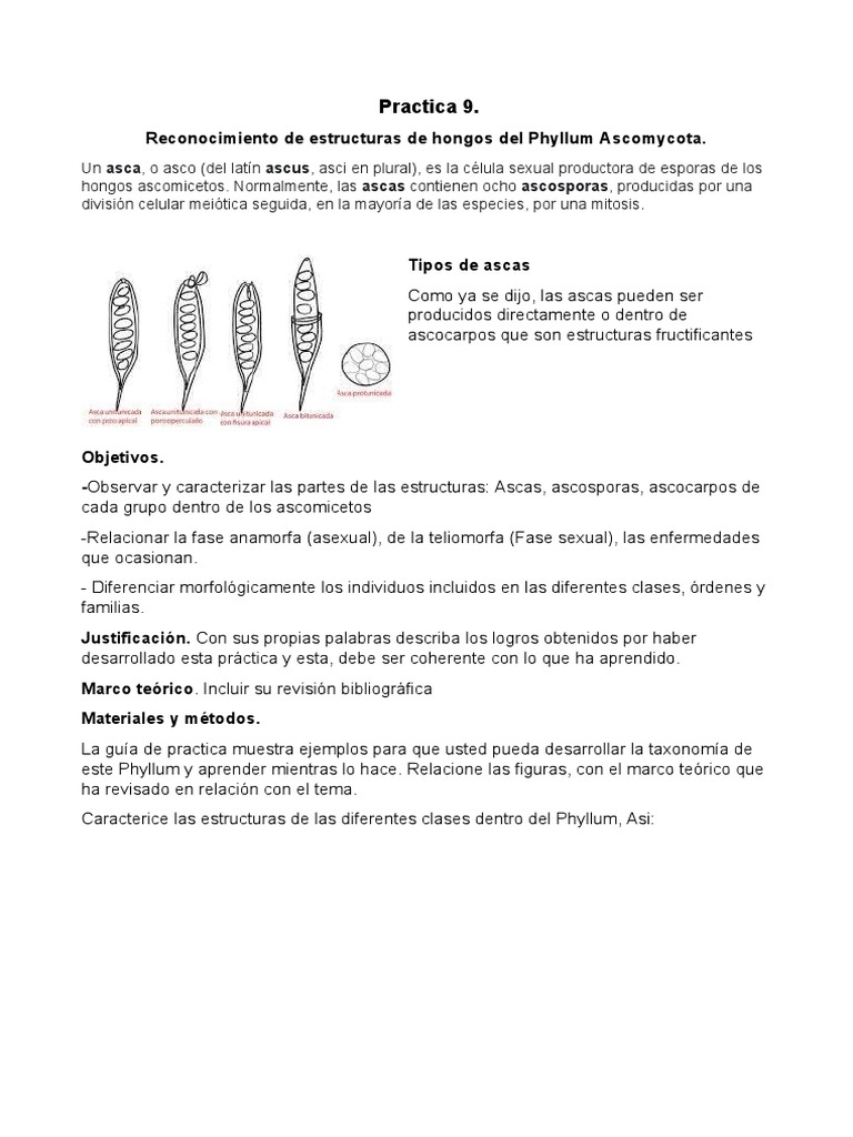 Estructuras del Phylum Ascomycota | PDF | Hongo | Anatomía