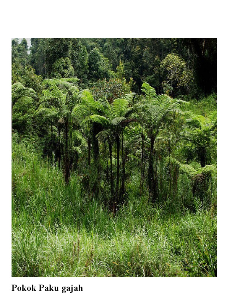 Pokok Paku Gajah | PDF