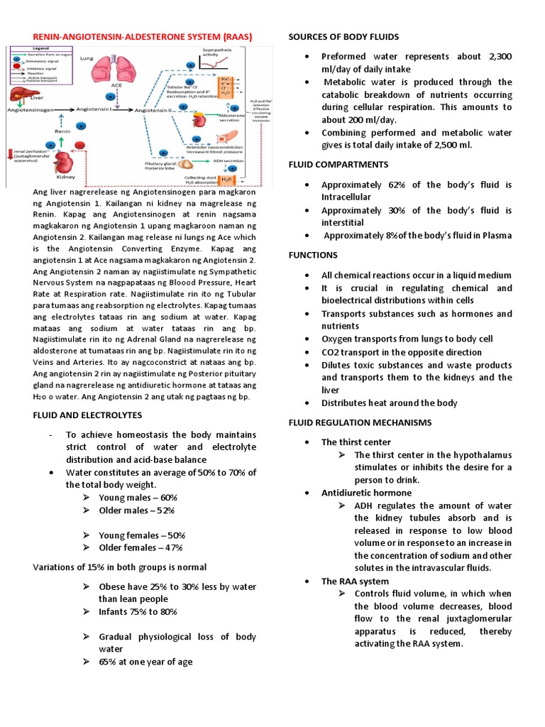 Renin Angiotensin Aldosterone System | PDF | Angiotensin | Electrolyte