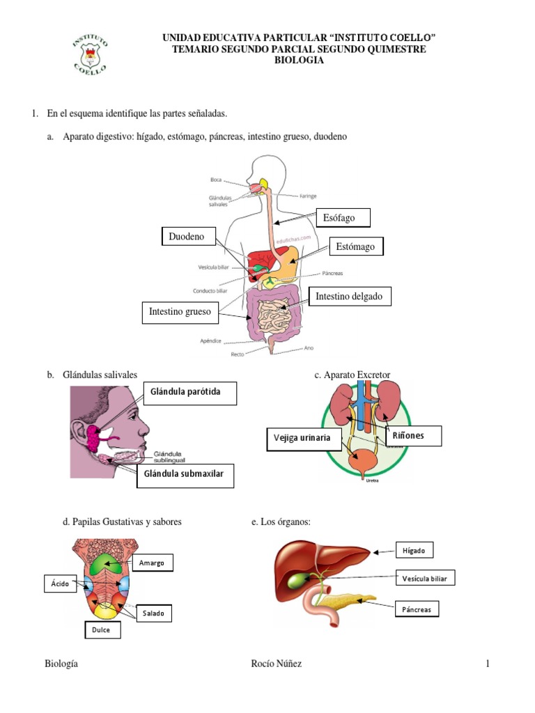 Procesos digestivos y excretores: Un análisis detallado de la digestión ...