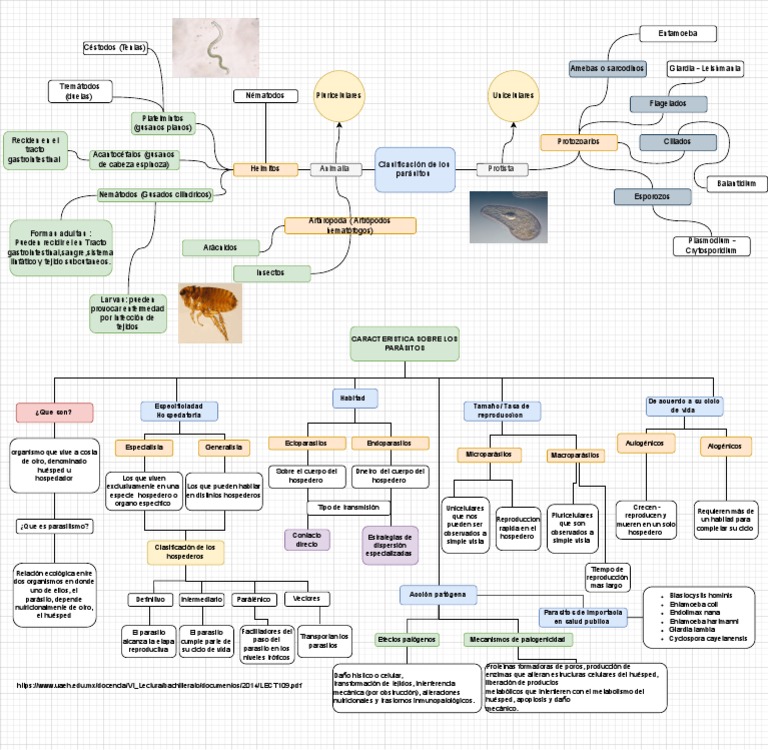 Mapa y Cuadro de Parásitos - Drawio | PDF | Parasitismo | Microbiología