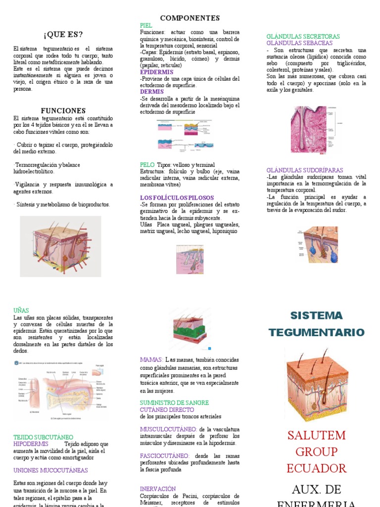 Sistema Tegumentario | PDF | Piel | Sistema tegumentario