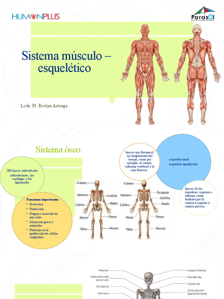 Sistema Músculo - Esquelético | PDF