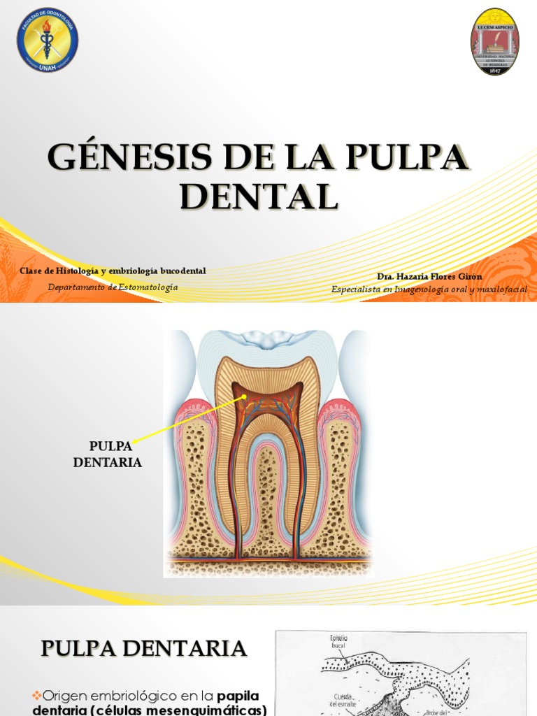 Origen y Anatomía de la Pulpa Dental | PDF | Morfología (biología ...